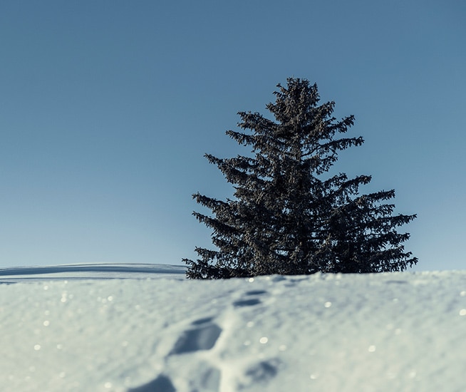 Eco-efficient technologie: Puretech engine, BlueHDI, WLTP